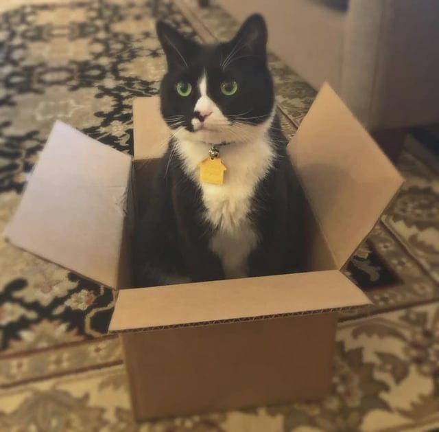 Cat in a Box | Know Your Meme