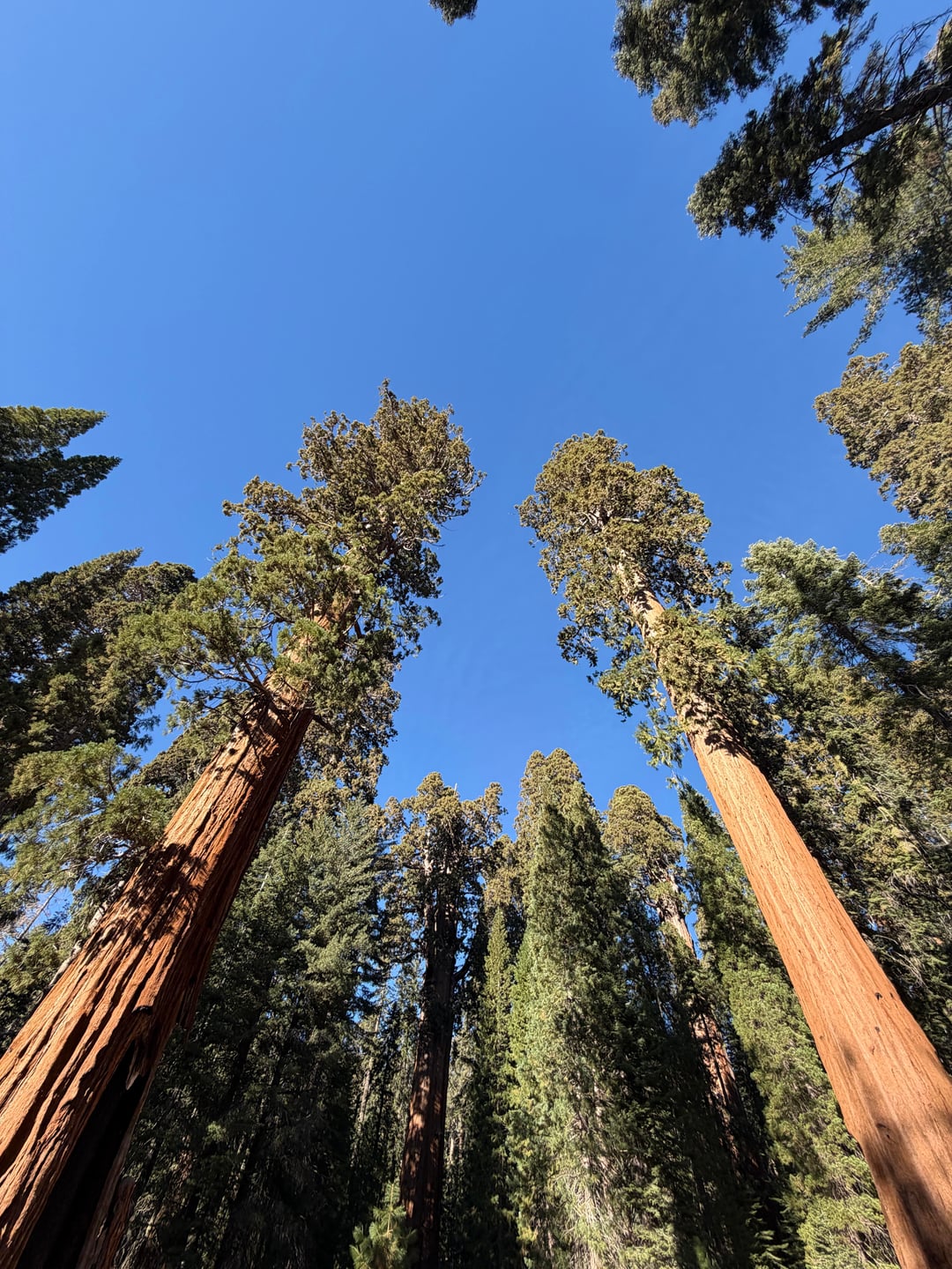 Sequoia National Park | Know Your Meme