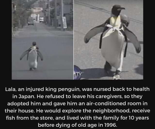 Lala the Penguin | Know Your Meme
