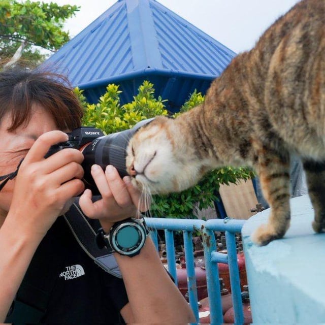 Photographer | Cats | Know Your Meme