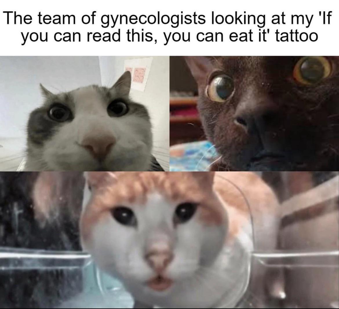 Meowww | /r/dankmemes | Know Your Meme