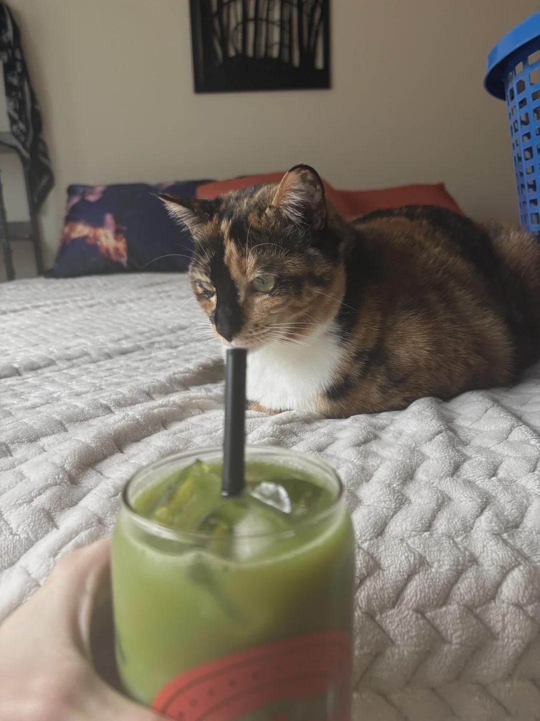 Just a sip | Cats | Know Your Meme