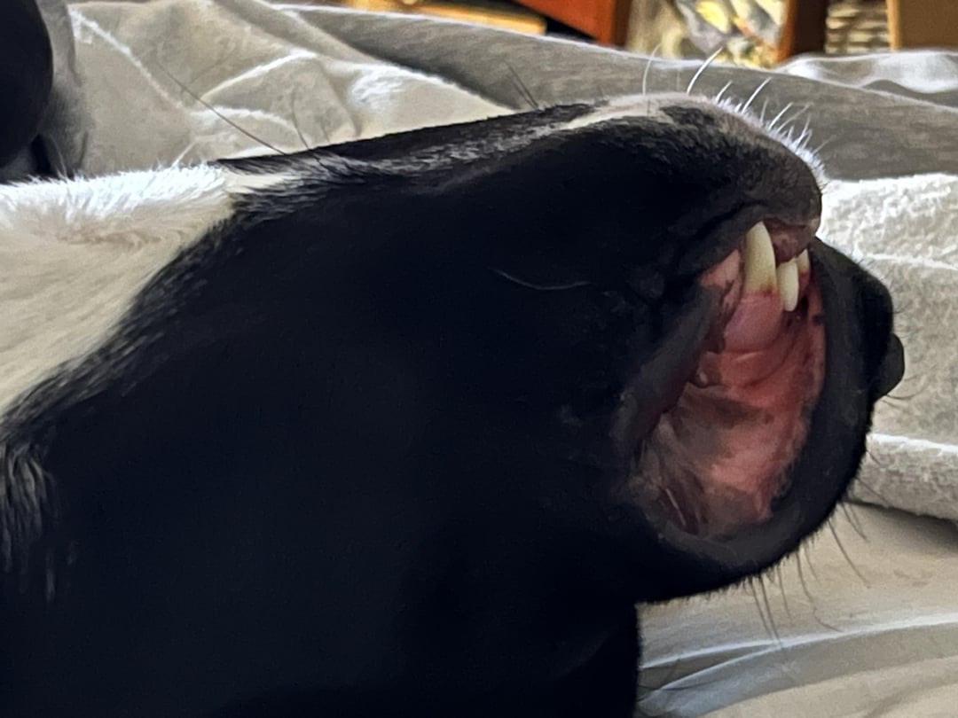 What creature is this? | Know Your Meme