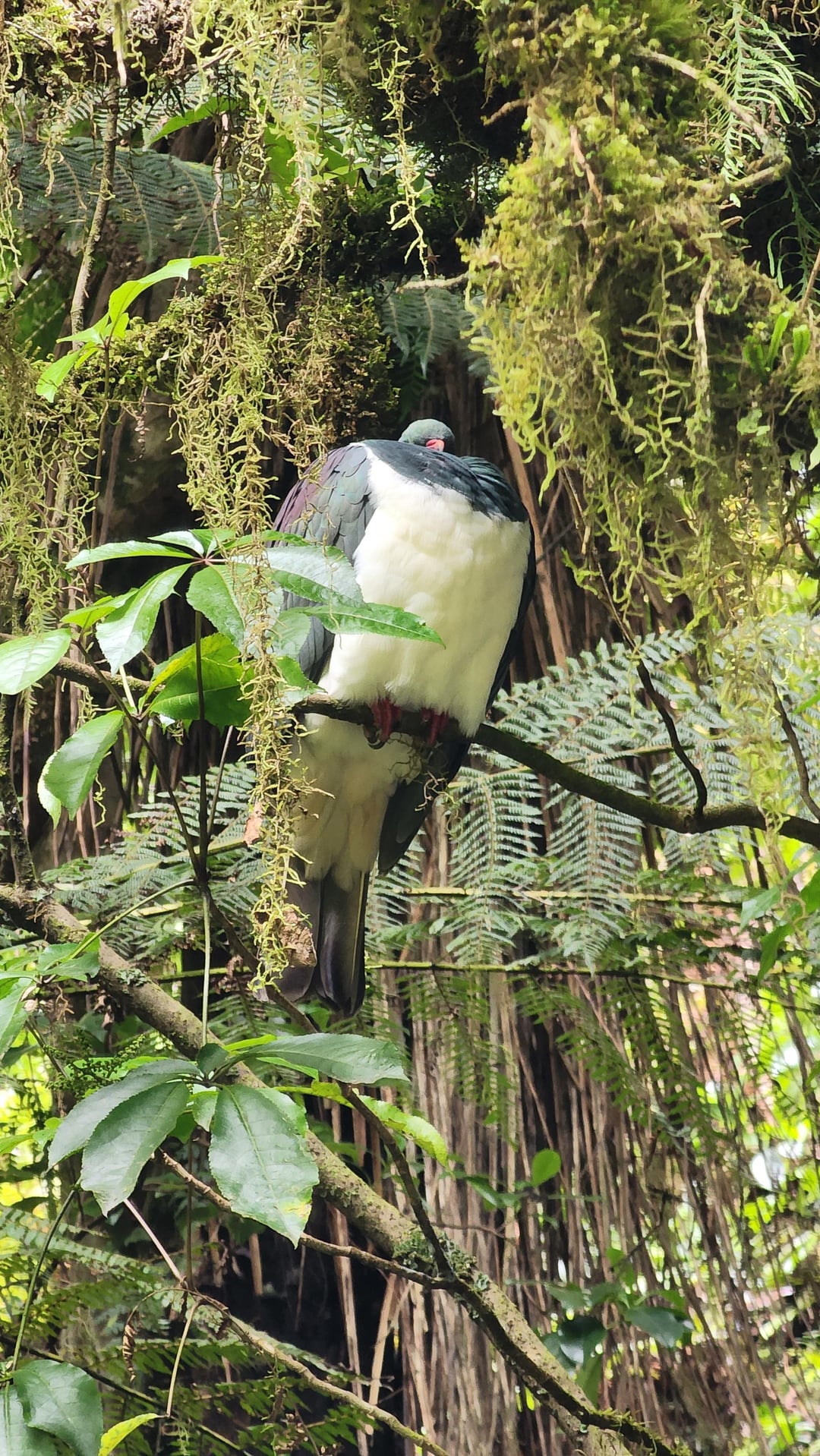 A unit of a wood pigeon | Absolute Unit | Know Your Meme