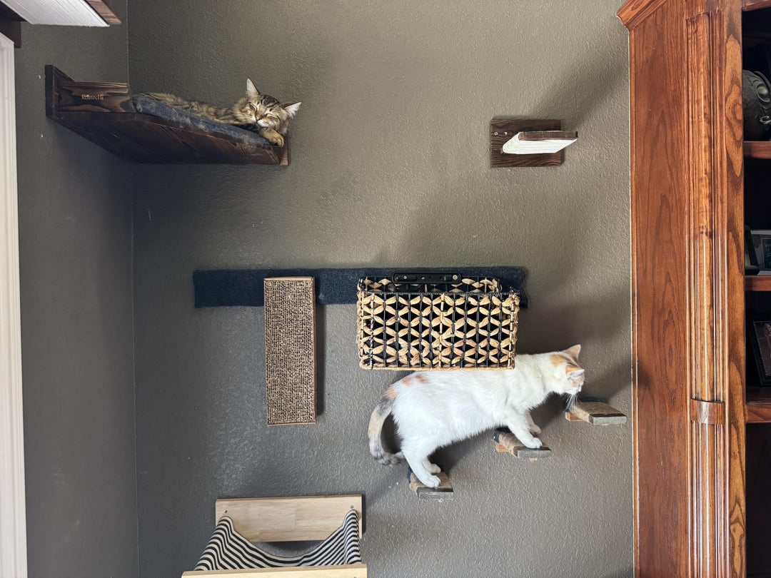 There Are Three Cats In This Photo | Know Your Meme