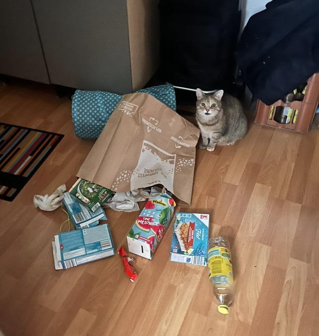 Whoops | Animals Being Jerks | Know Your Meme