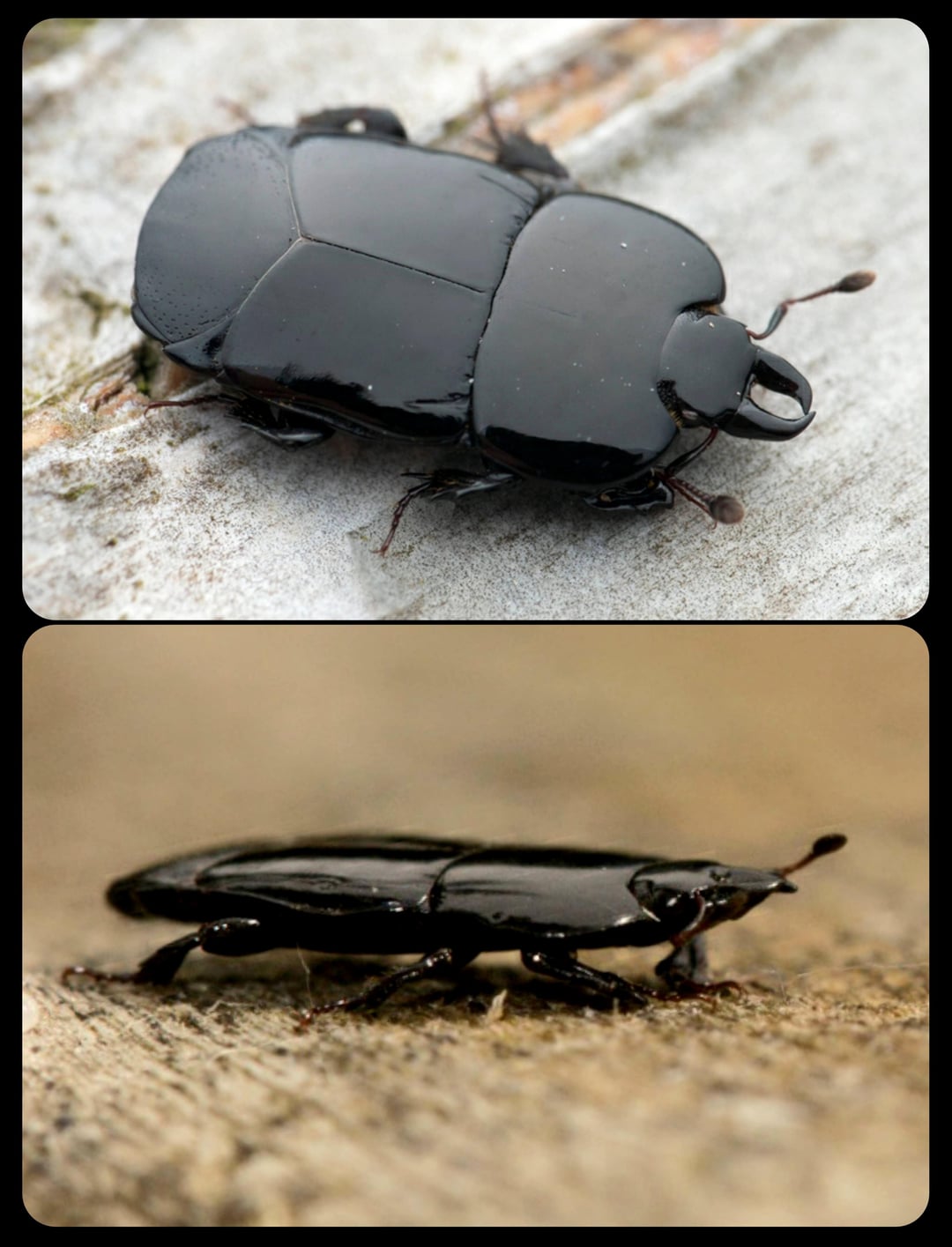Flattened Clown Beetle | Animals | Know Your Meme