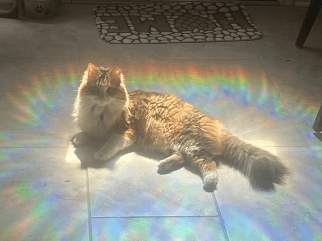 Holy cat | /r/Hmmm | Know Your Meme