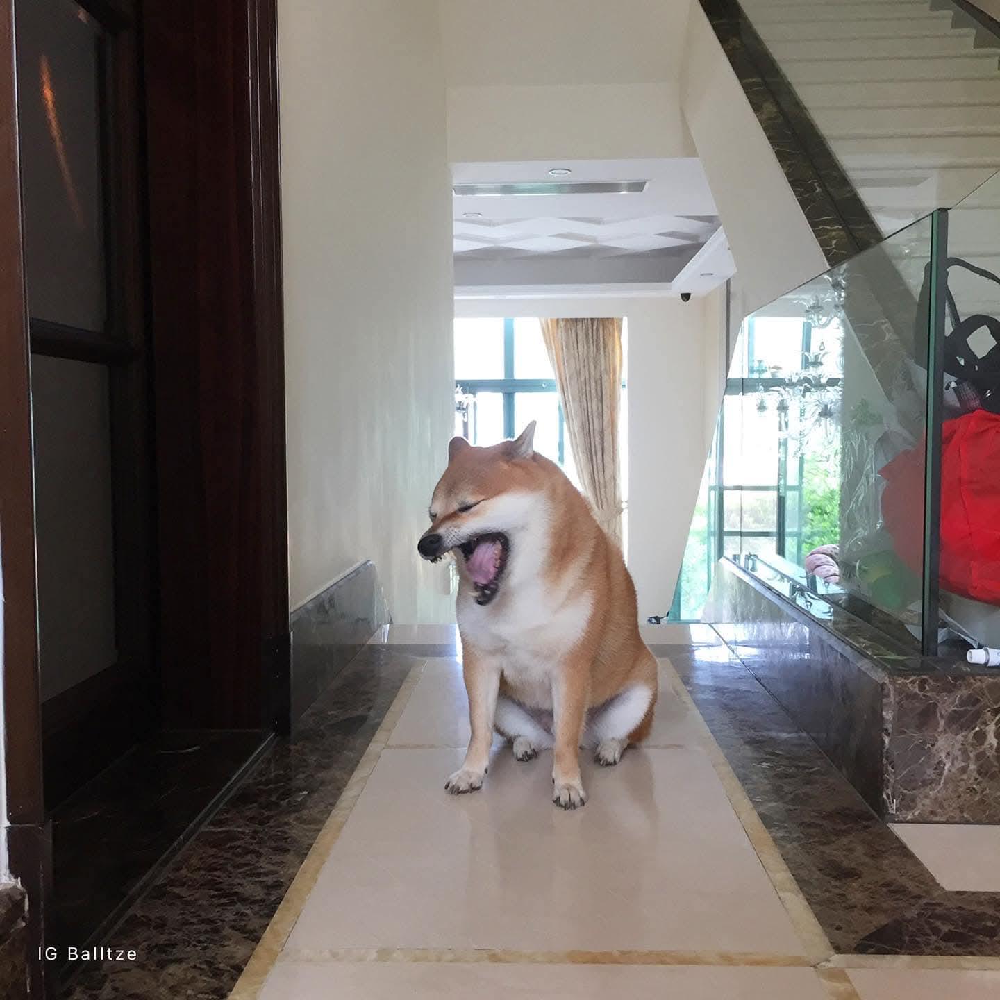 Good night, people of Dogelore! | /r/dogelore | Know Your Meme