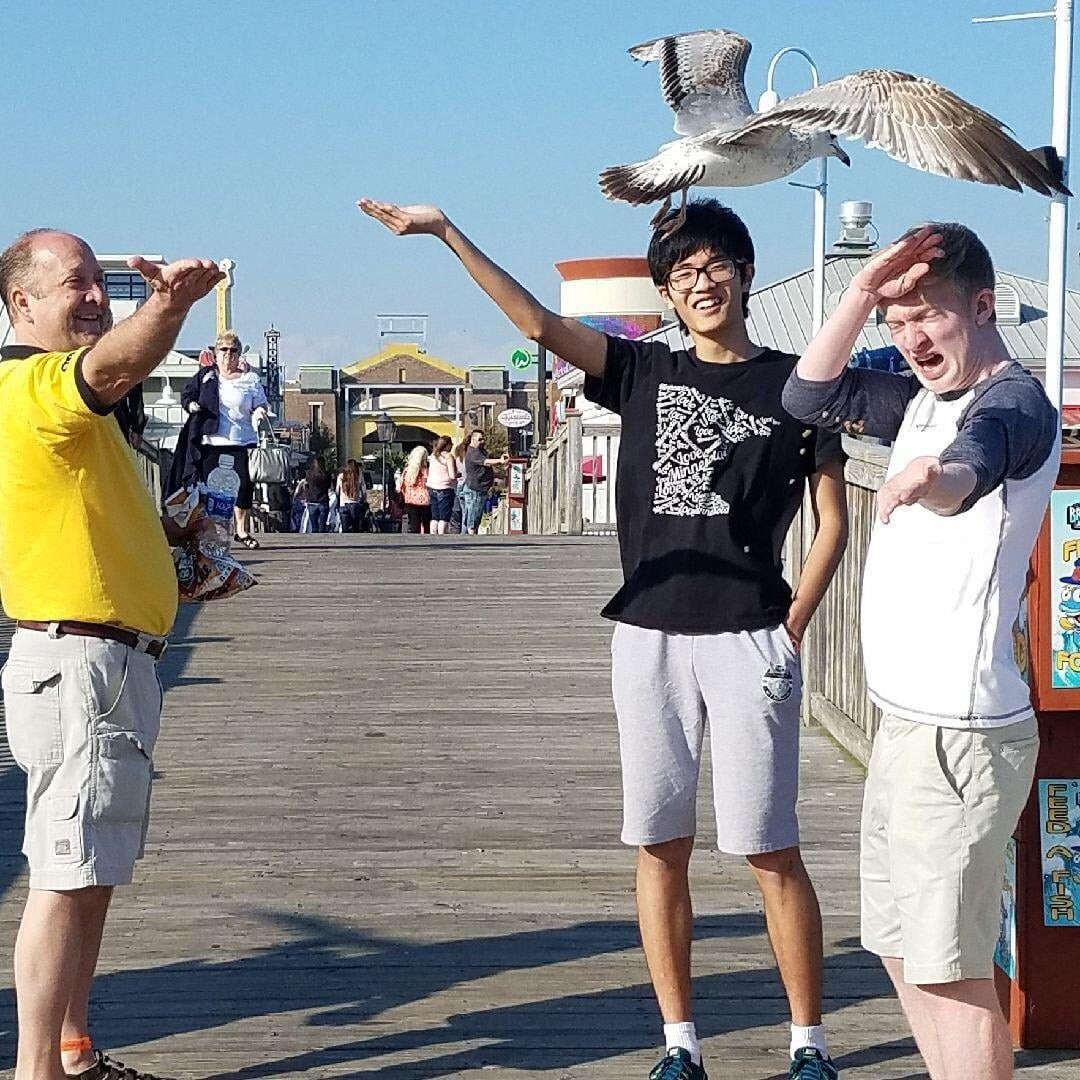 Seagull attack | Animals Being Jerks | Know Your Meme