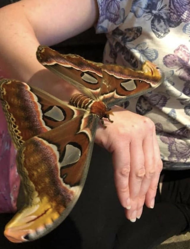 A unit of a moth | Absolute Unit | Know Your Meme