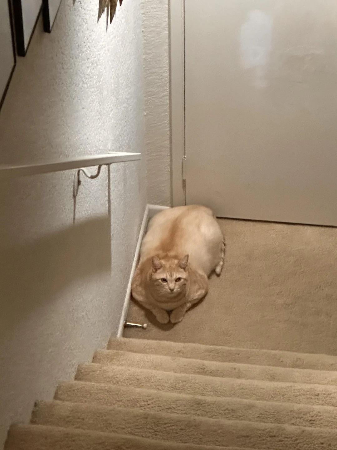 This giant cat | Absolute Unit | Know Your Meme