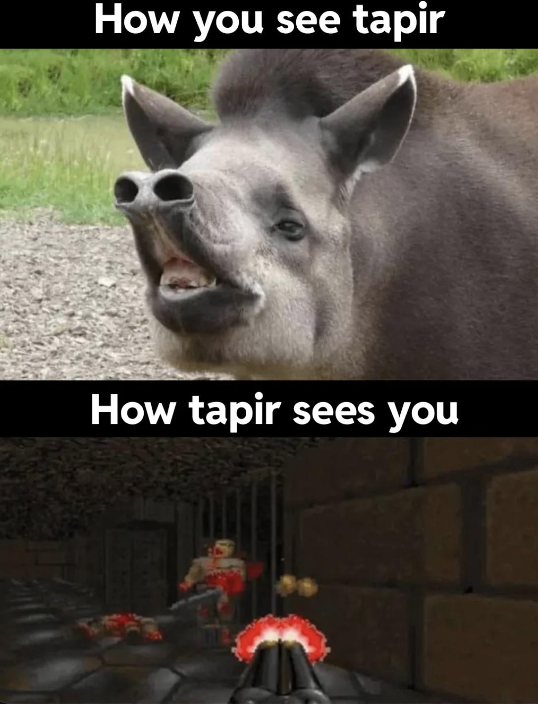 Scary tapir | /r/memes | Know Your Meme