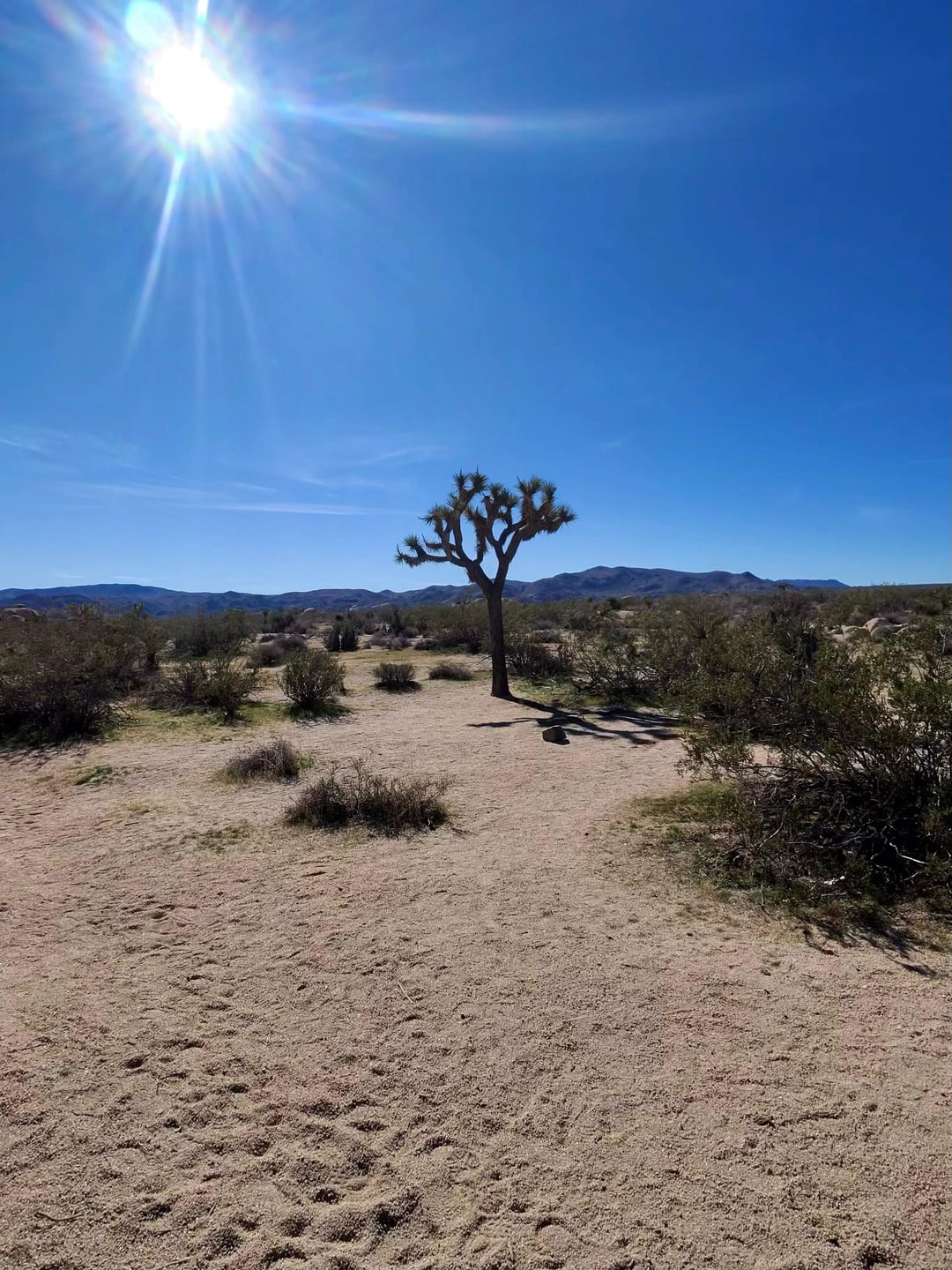 Joshua Tree | Know Your Meme