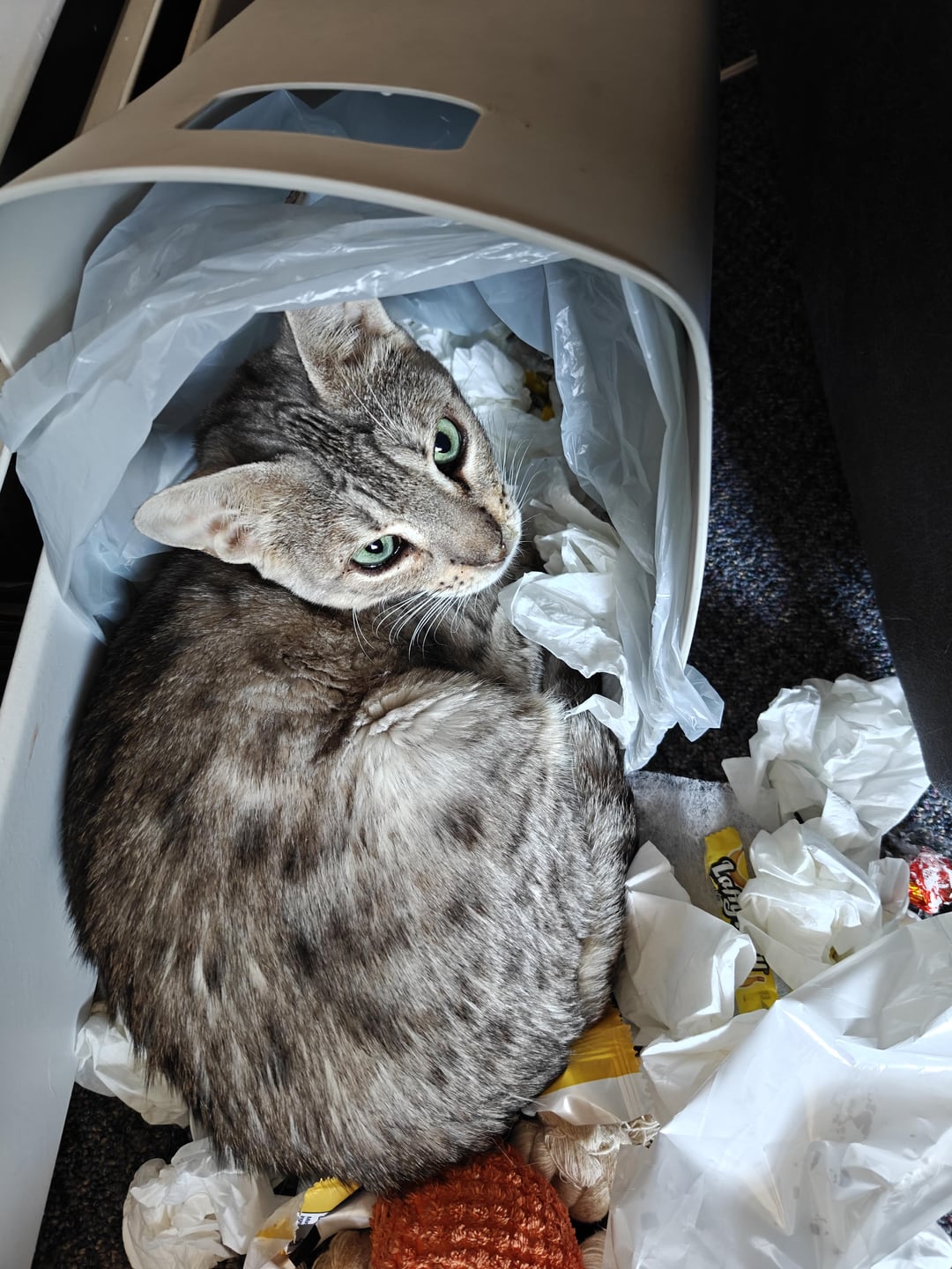 Sitting in the garbage | Cats | Know Your Meme