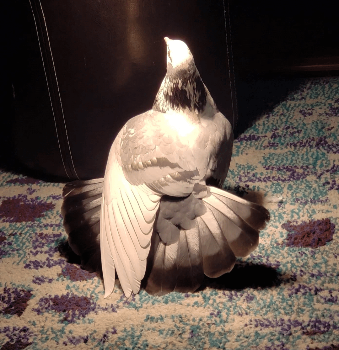 Stretching in the light | Accidental Renaissance | Know Your Meme