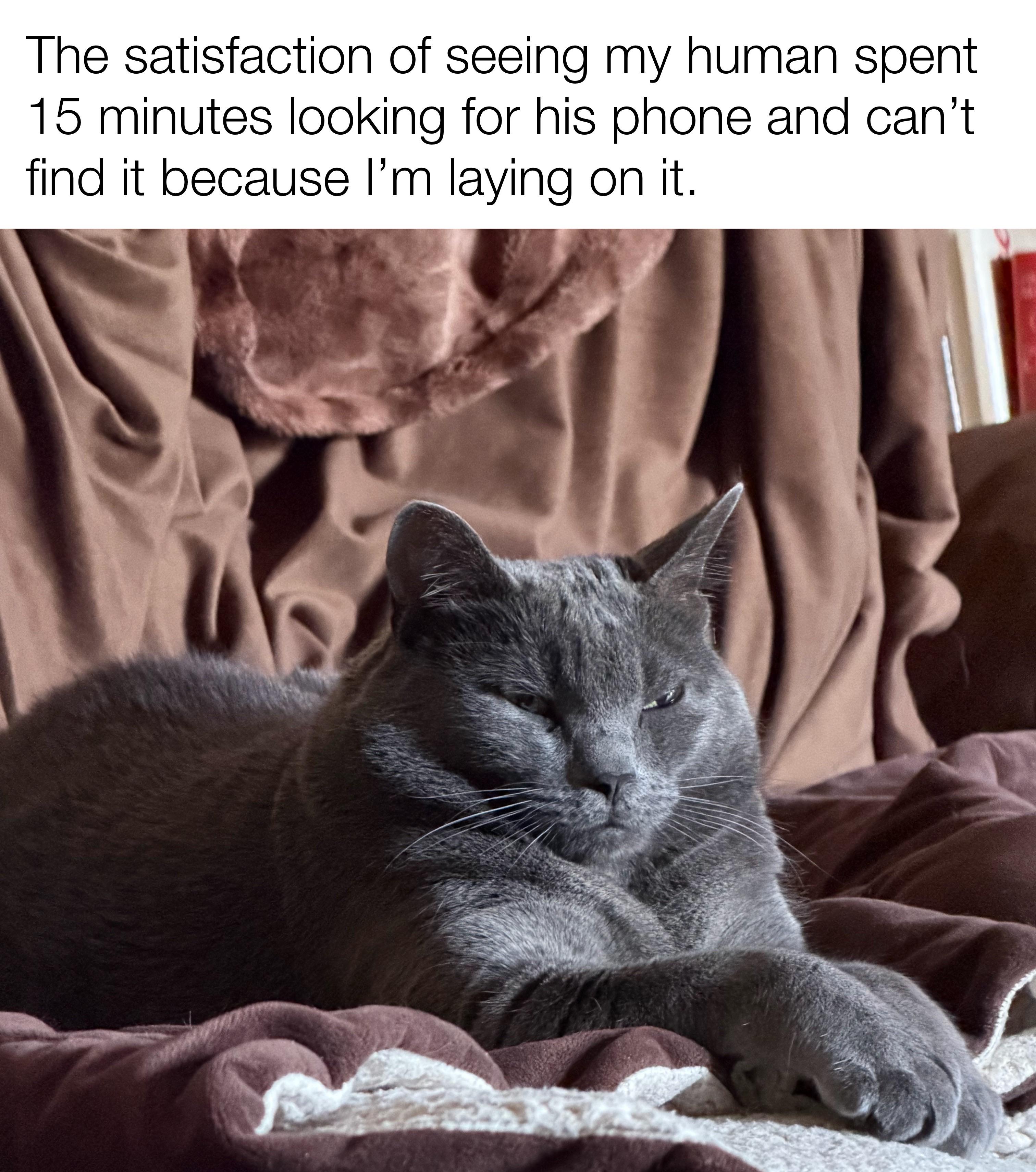My fat a$$ cat! | /r/memes | Know Your Meme
