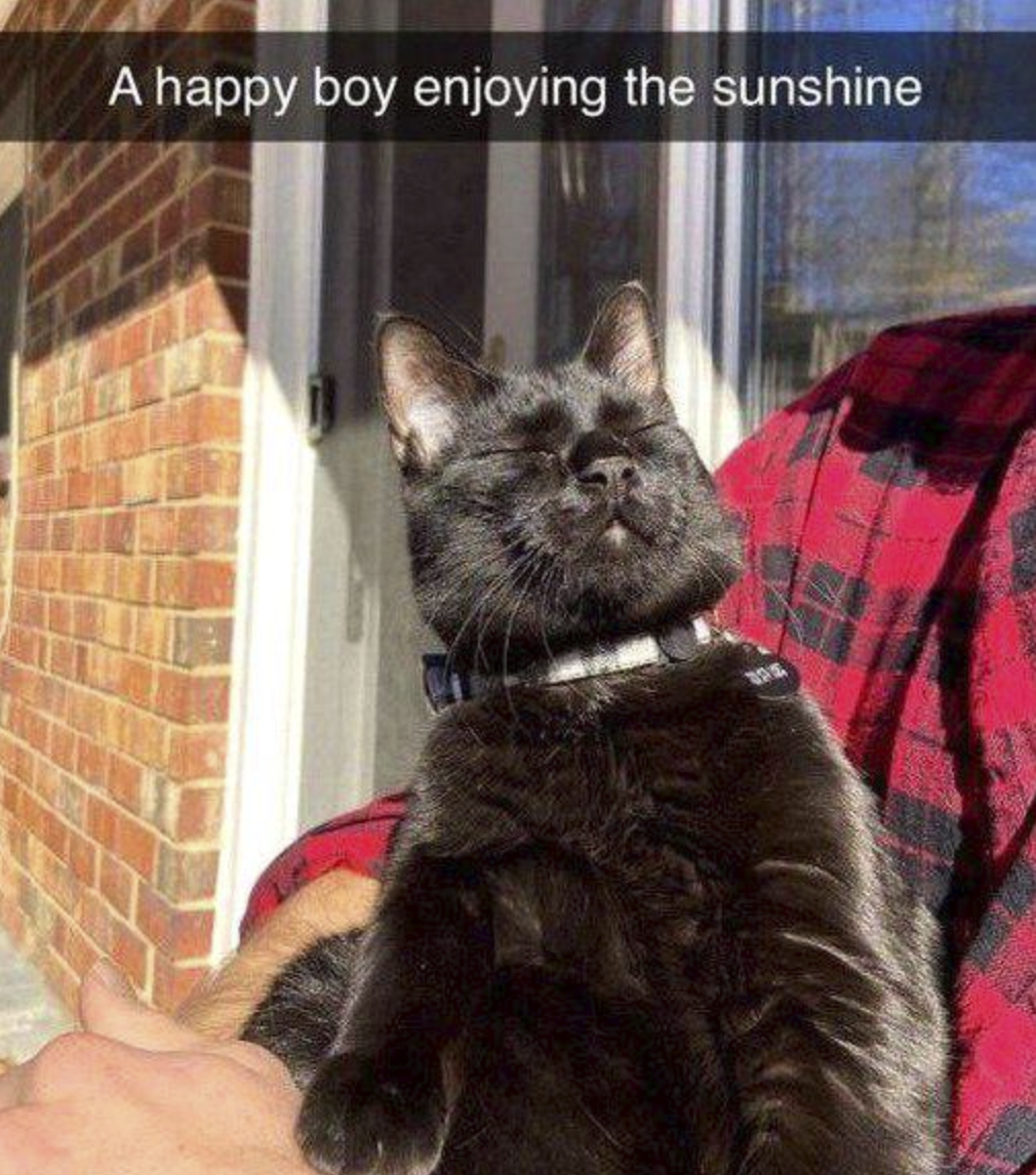 Sunshine | Cats | Know Your Meme