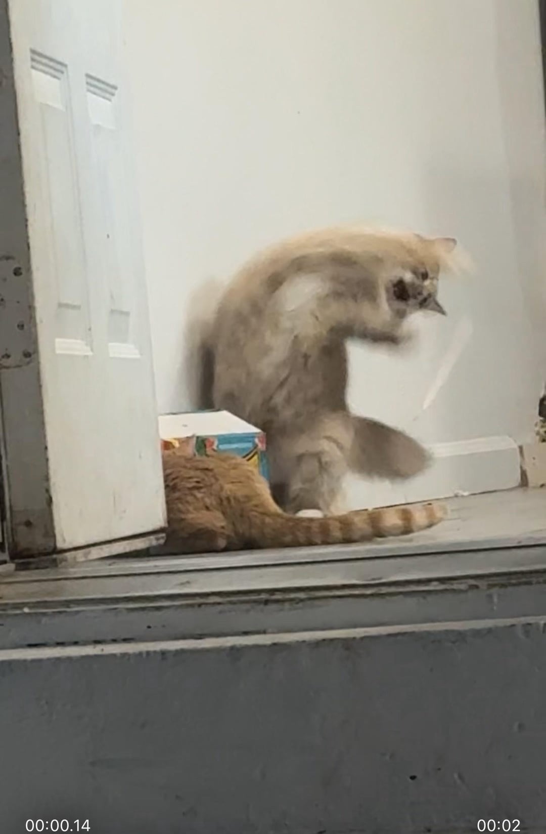 Erm... | Cats | Know Your Meme