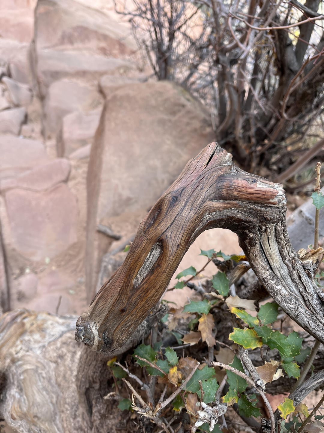 Polishes tree roots from hikers hanging on for support | Know Your Meme