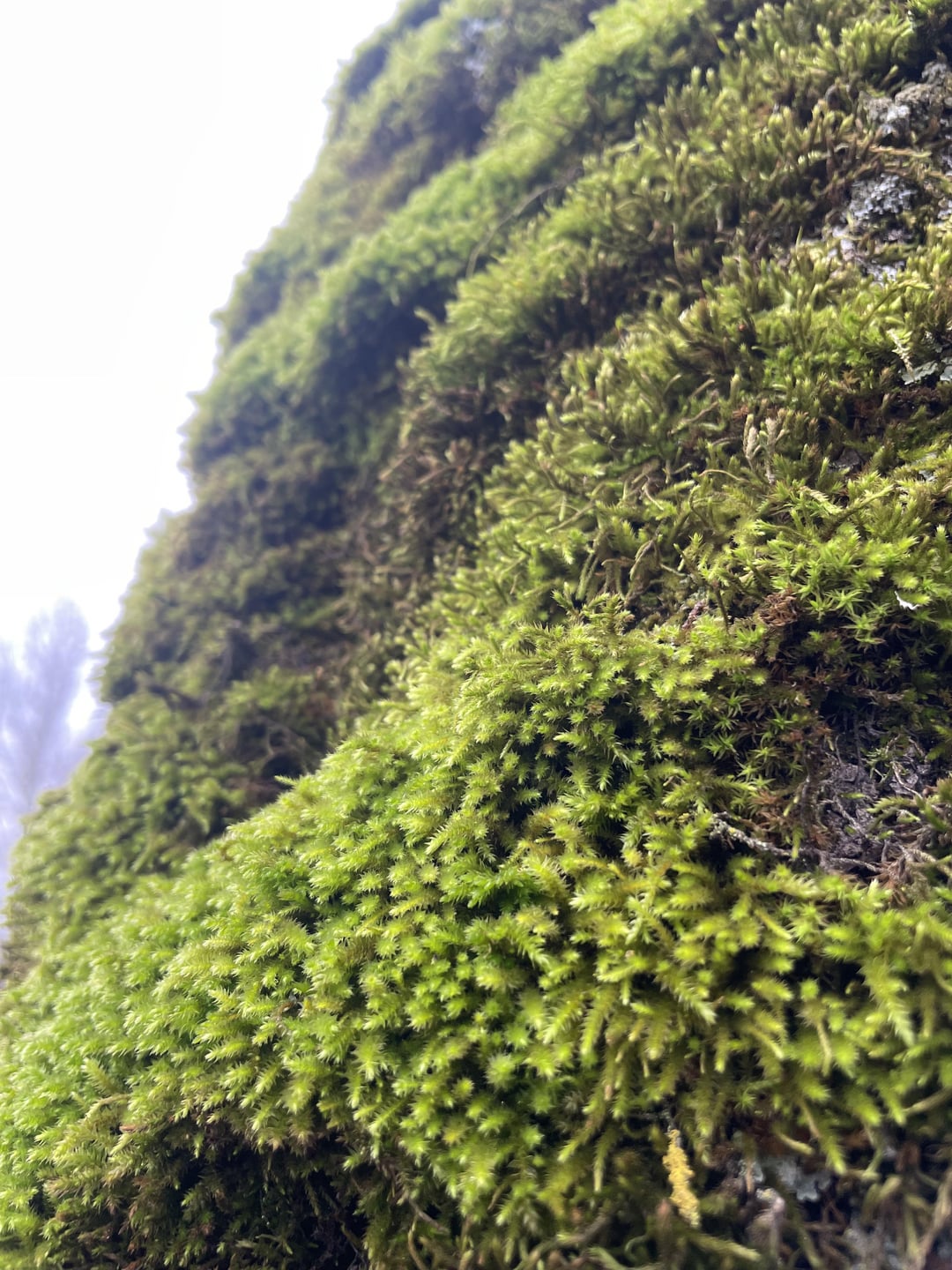 Growing moss | Know Your Meme