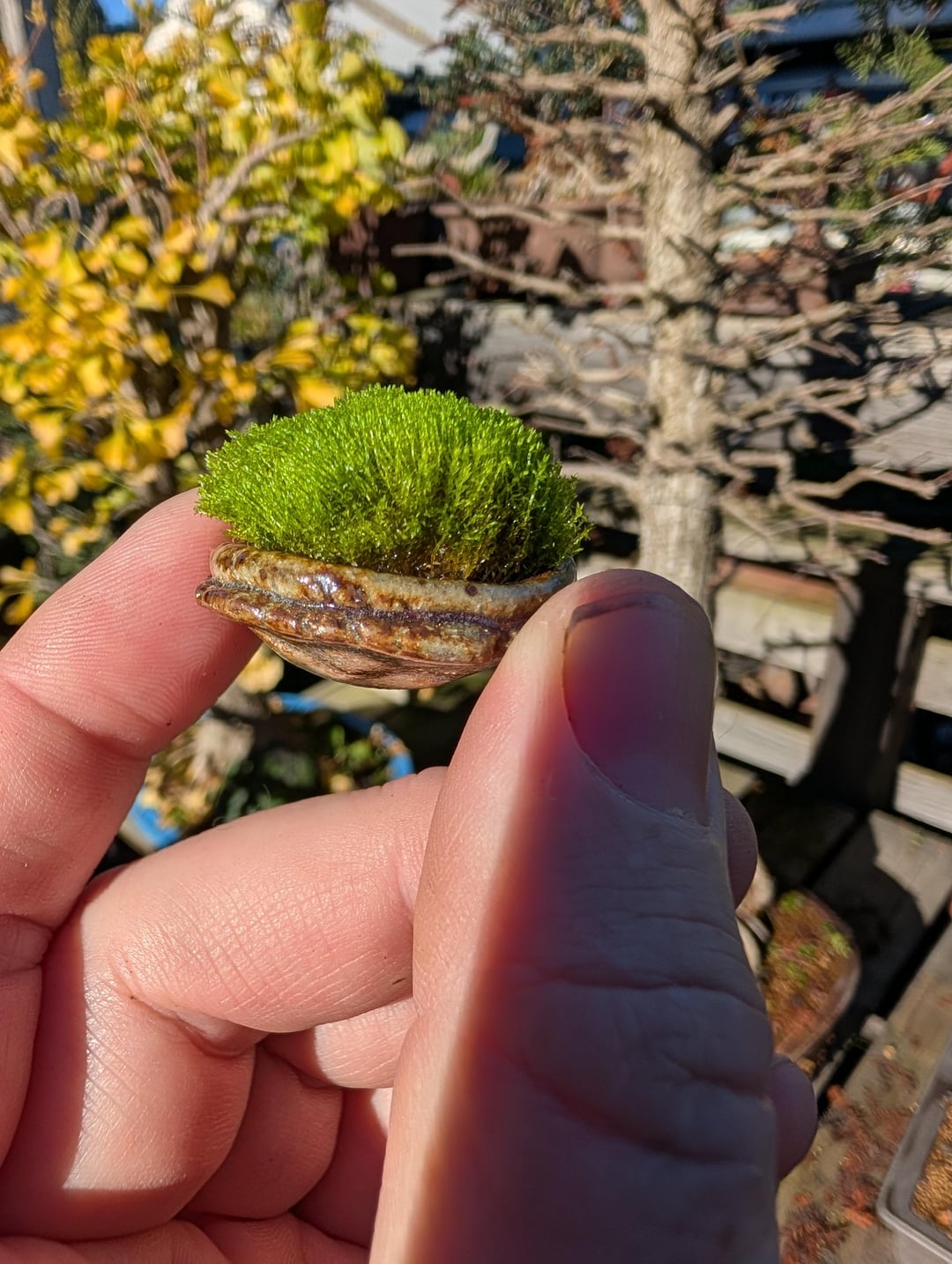 Moss in a pot | Know Your Meme