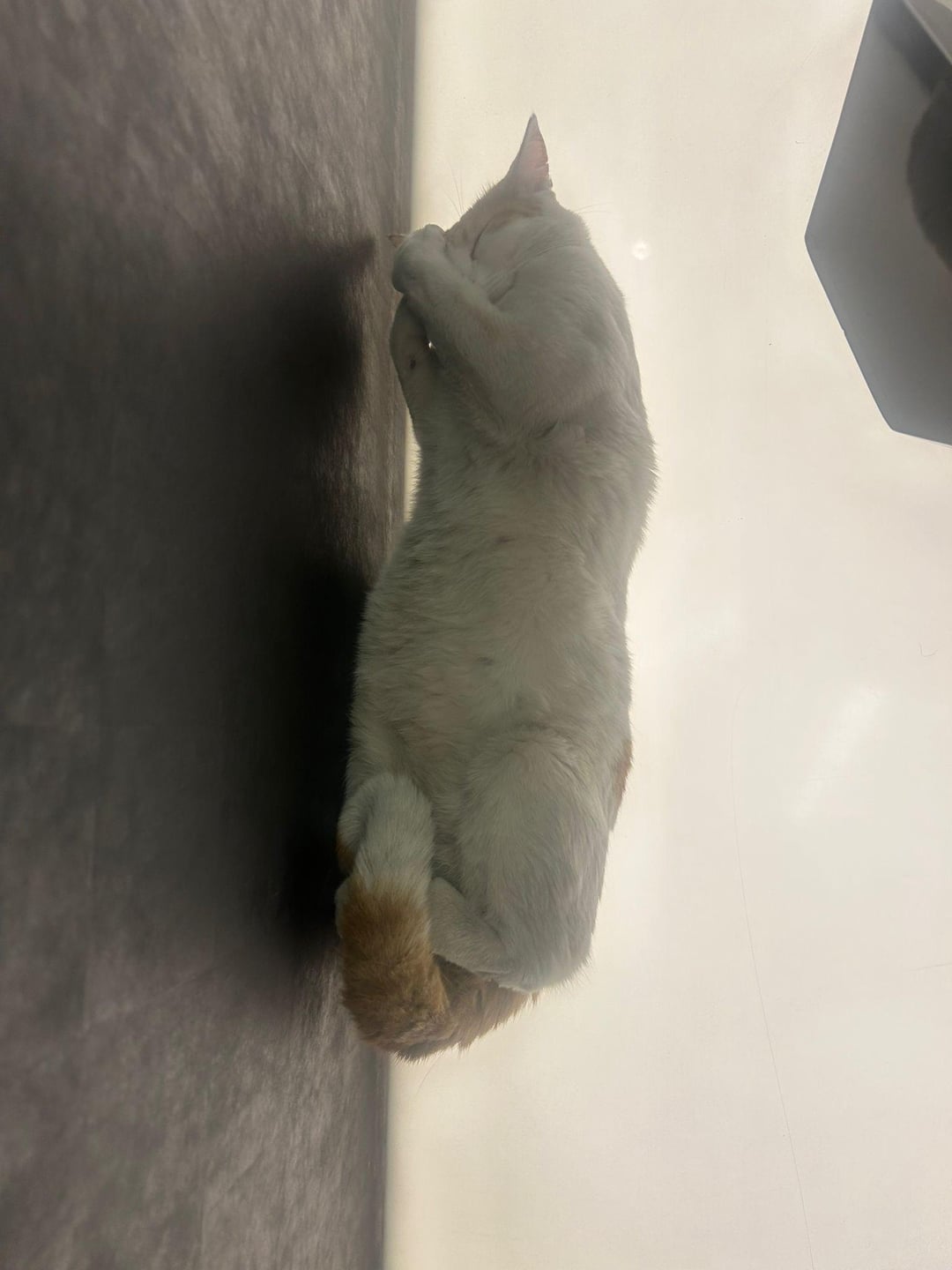 Floating cat | Know Your Meme