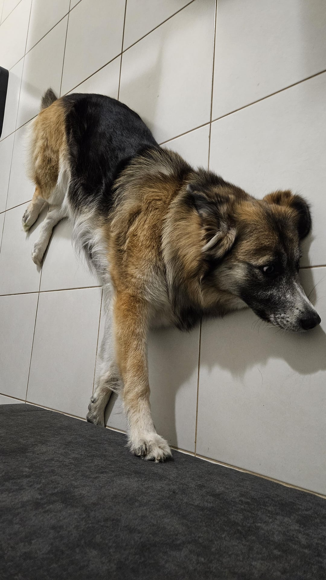 Amazing talent | Dogs | Know Your Meme