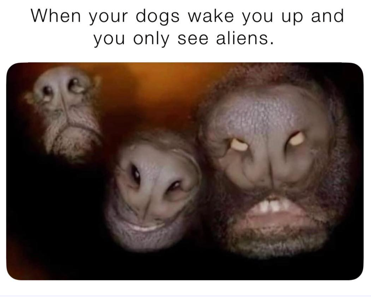 Dogs or aliens you decide | /r/memes | Know Your Meme