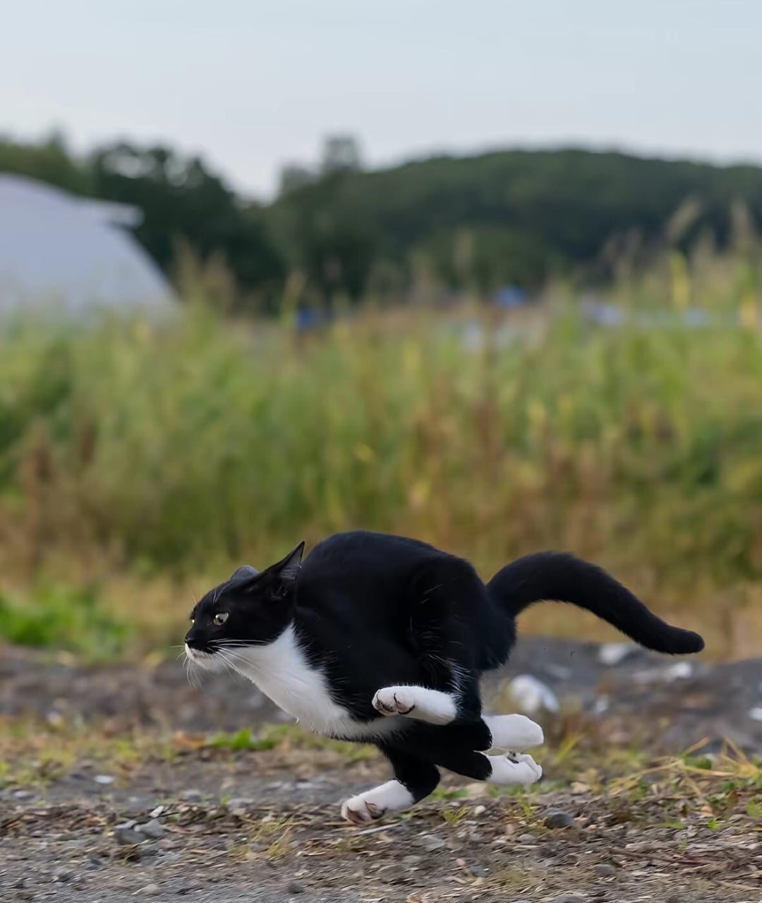 Zooom | Cats | Know Your Meme