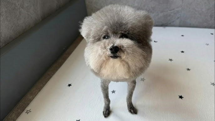 "he made a statement" dog | He Made a Statement So Trash Even His Gang ...