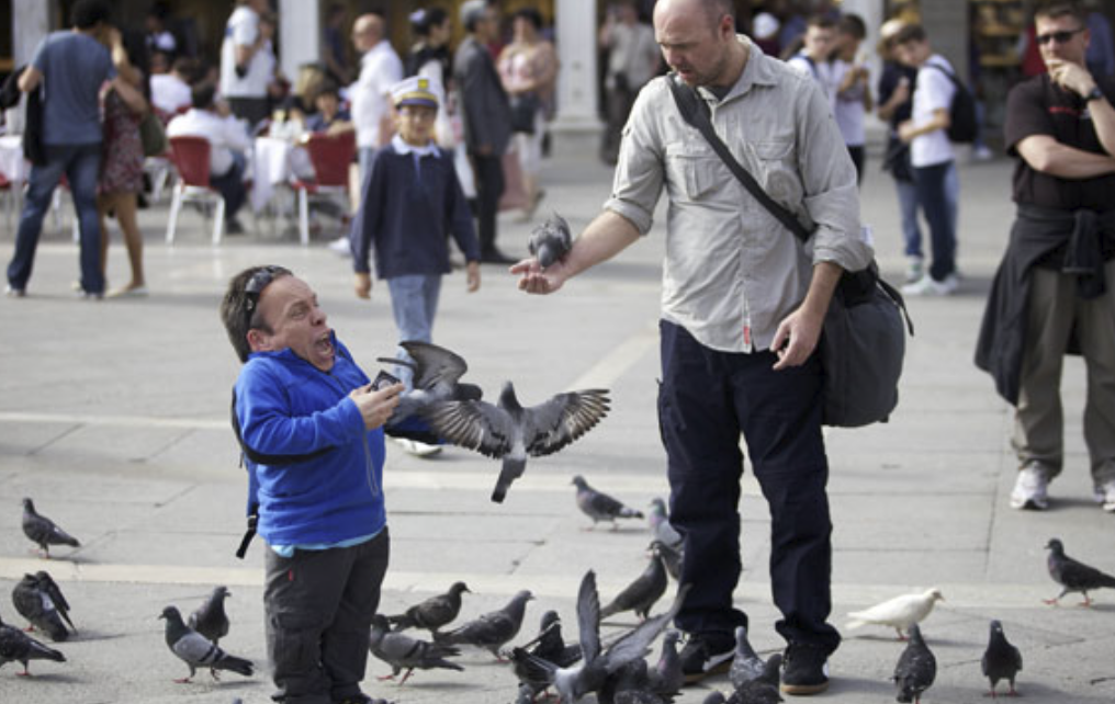 Feral pigeons | Perfectly Timed Photos | Know Your Meme