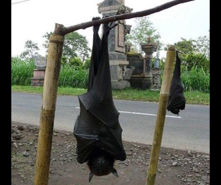 This bat | Absolute Unit | Know Your Meme