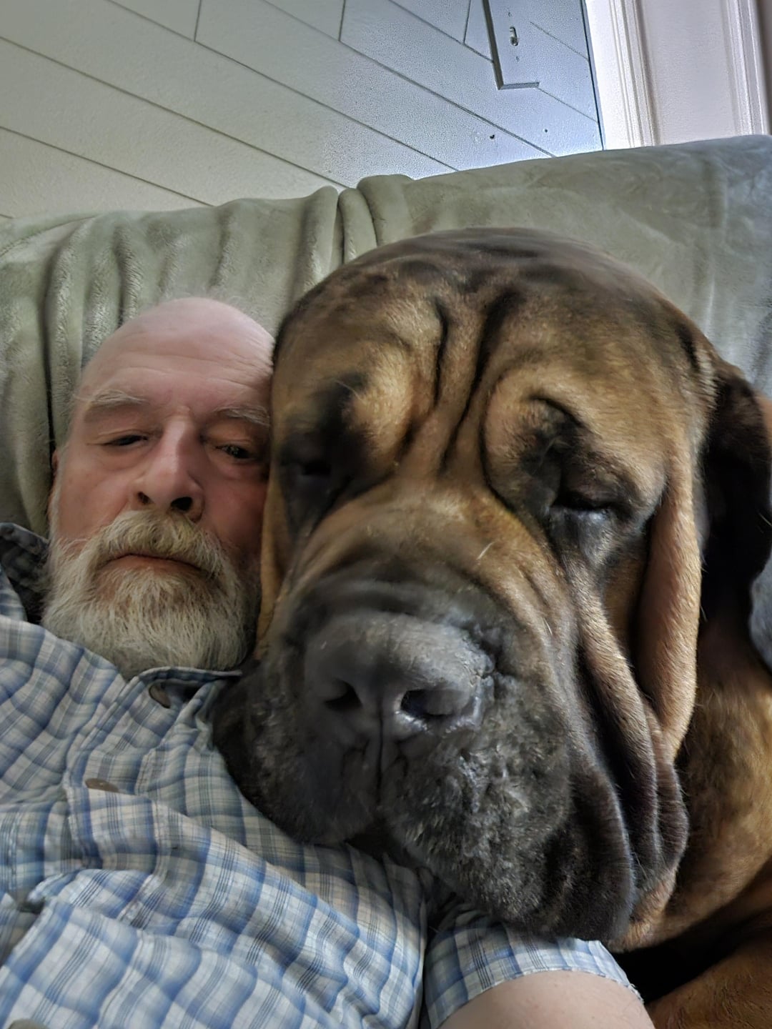 This dog | Absolute Unit | Know Your Meme