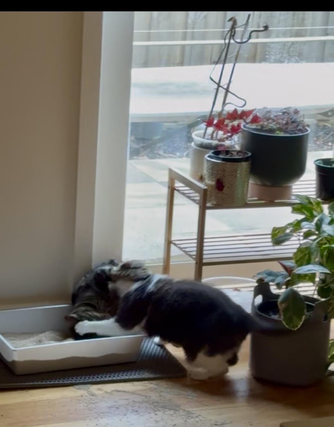 Dunked in the litter | Cats | Know Your Meme