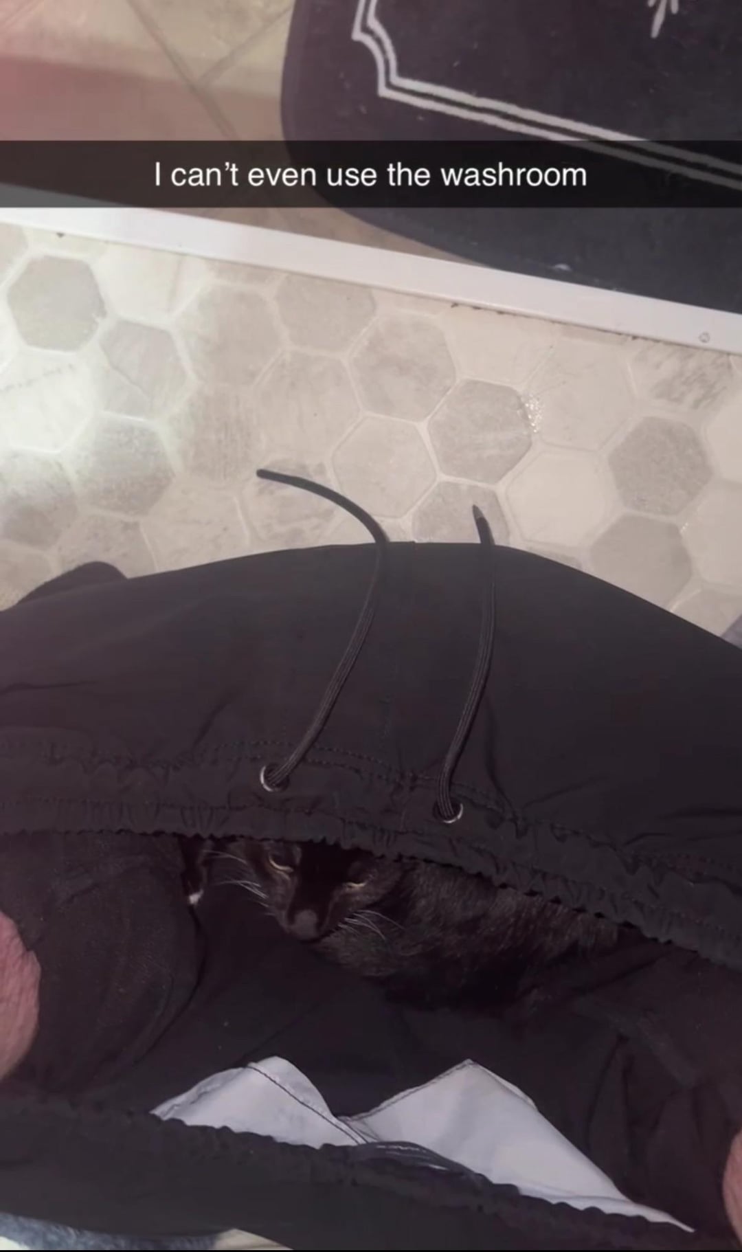 Keeping company | Cats | Know Your Meme