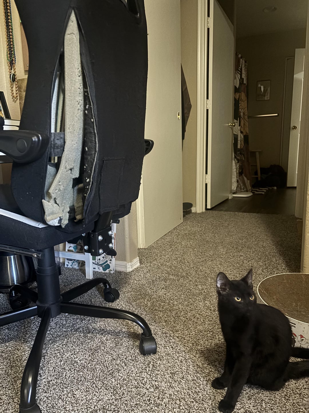 Totally wasn't them | Cats | Know Your Meme