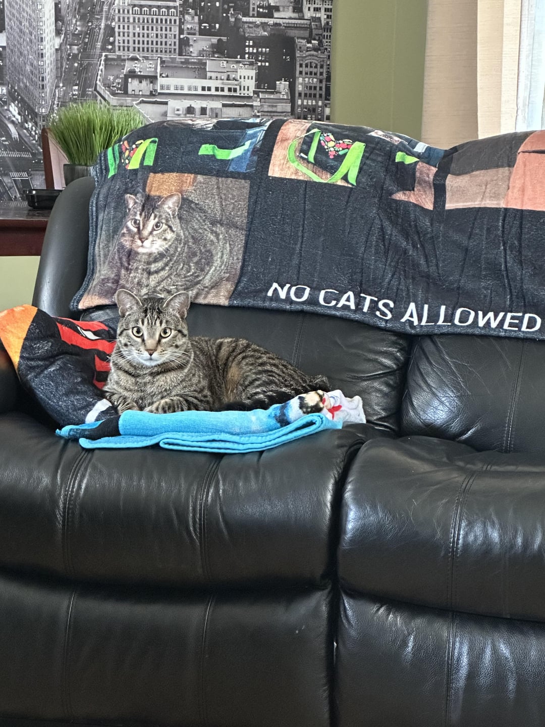 Yeah right | Cats | Know Your Meme