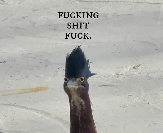 Birds with threatening auras | /r/memes | Know Your Meme