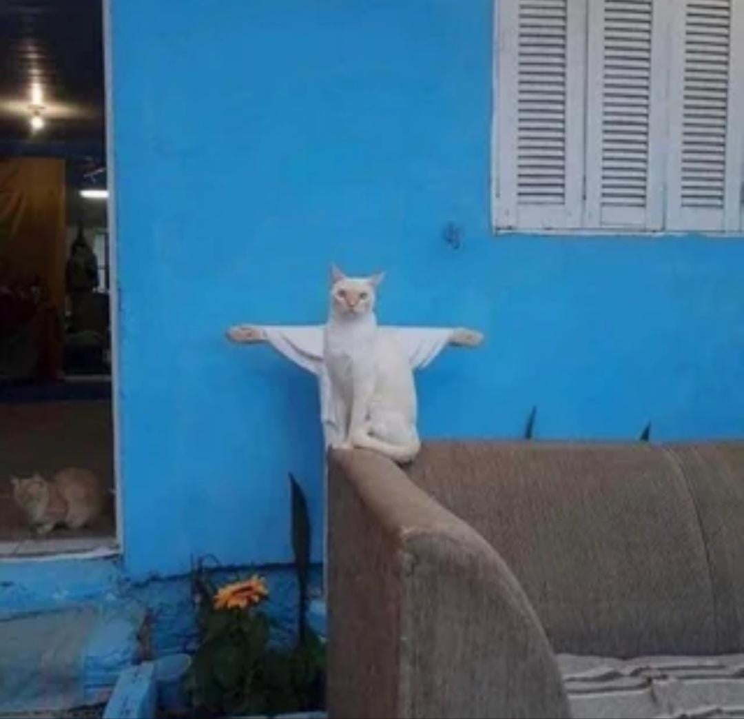 Preacher cat | Know Your Meme