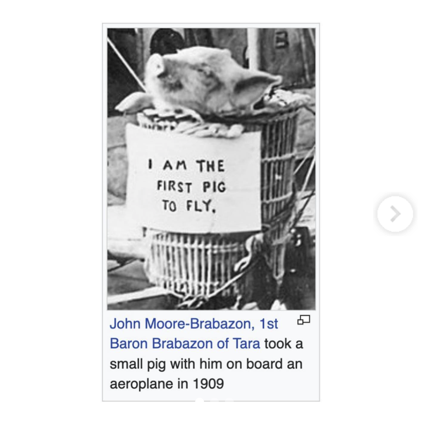 The first flying pig | Know Your Meme