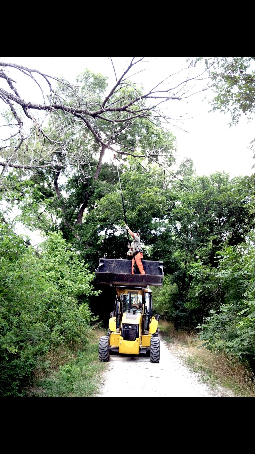 Trimming trees | Know Your Meme