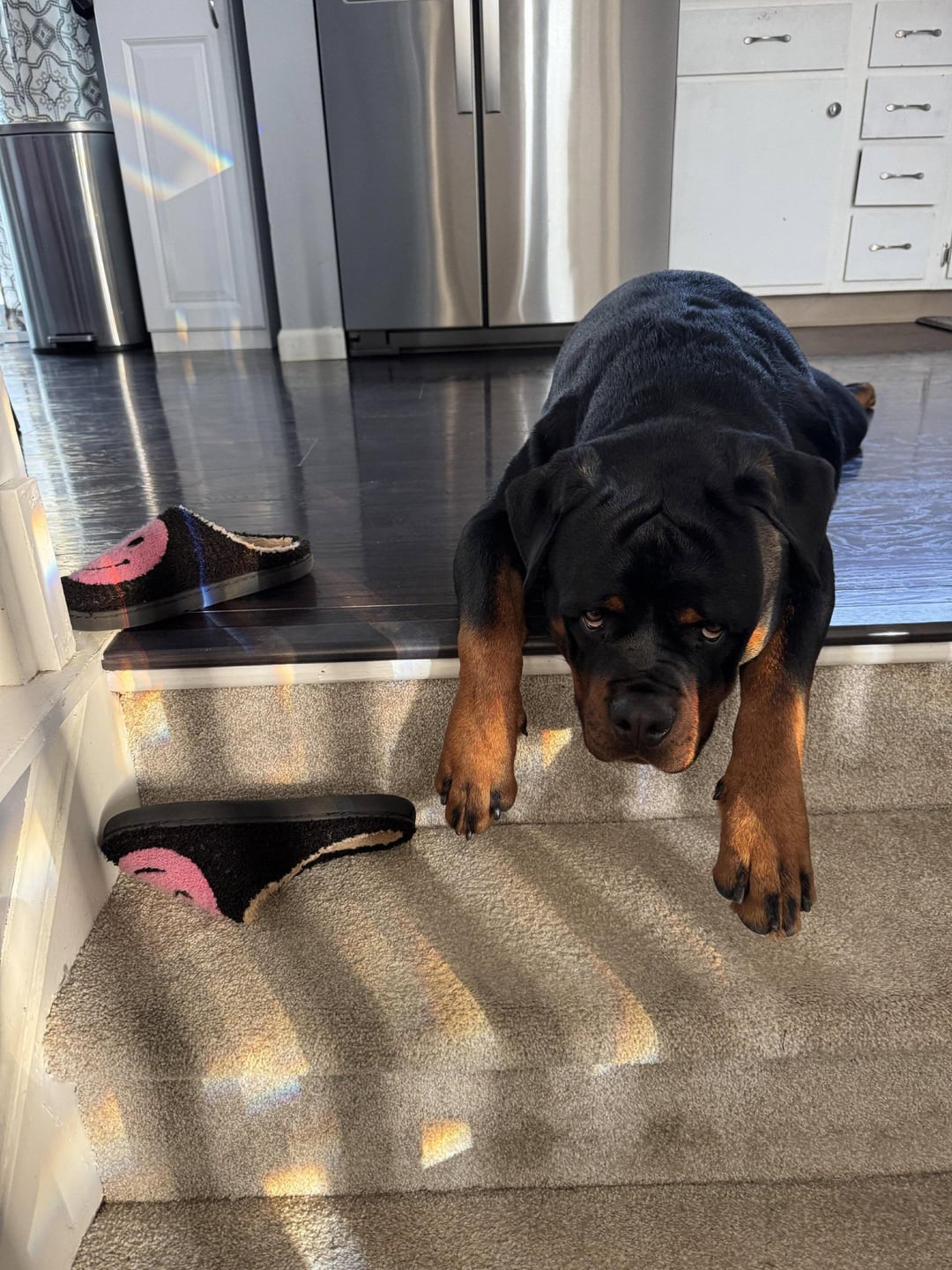 Stolen slippers | Dogs | Know Your Meme