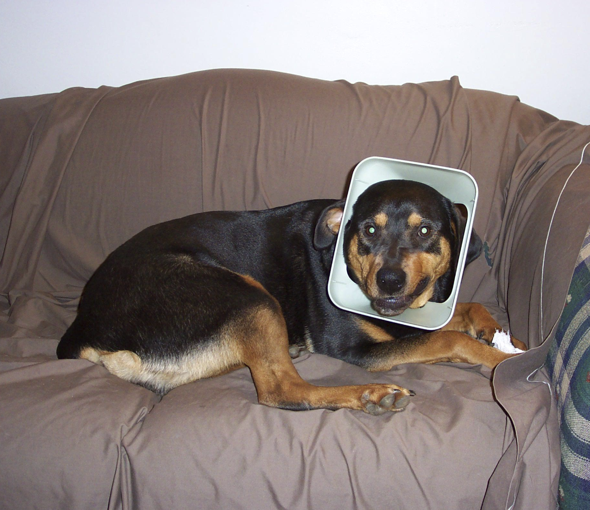 The trashcan lid | Dogs | Know Your Meme