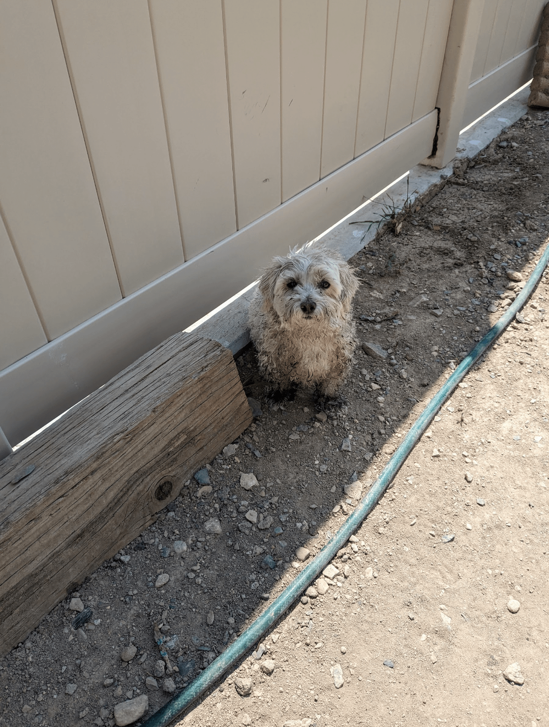 In the dirt | Dogs | Know Your Meme