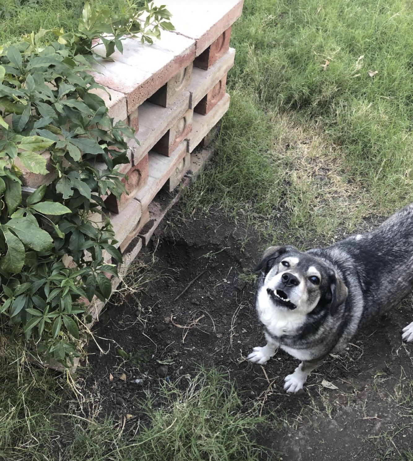 Digging a hole | Dogs | Know Your Meme