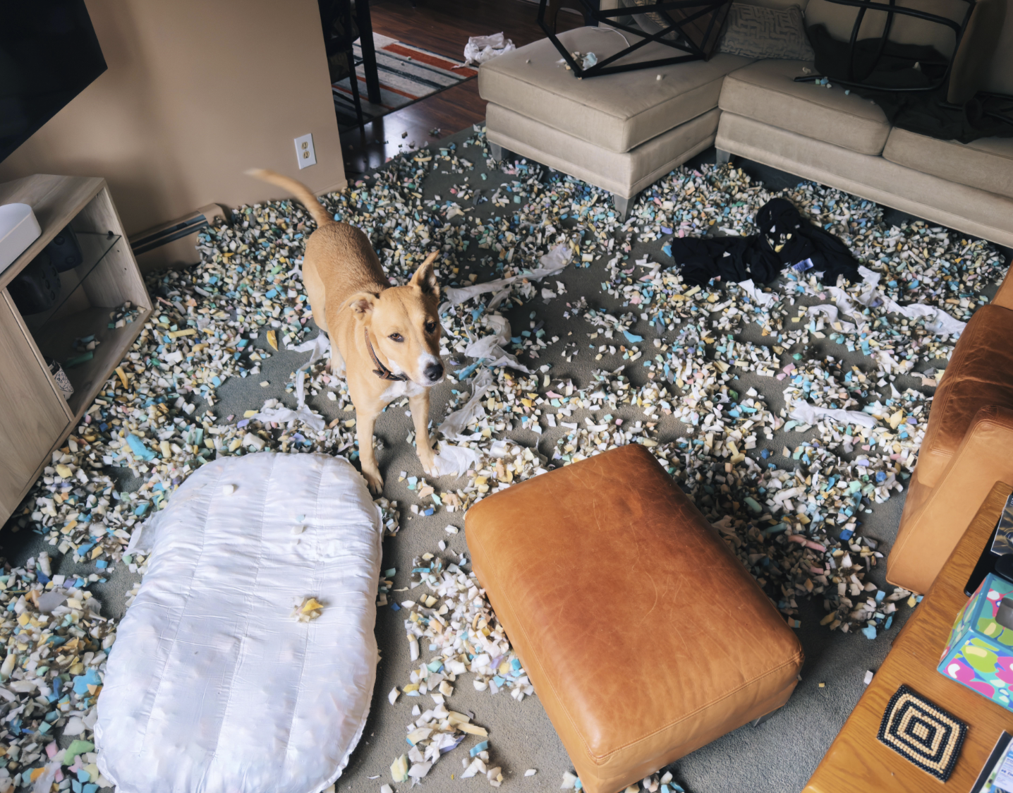 The cushion just exploded | Dogs | Know Your Meme
