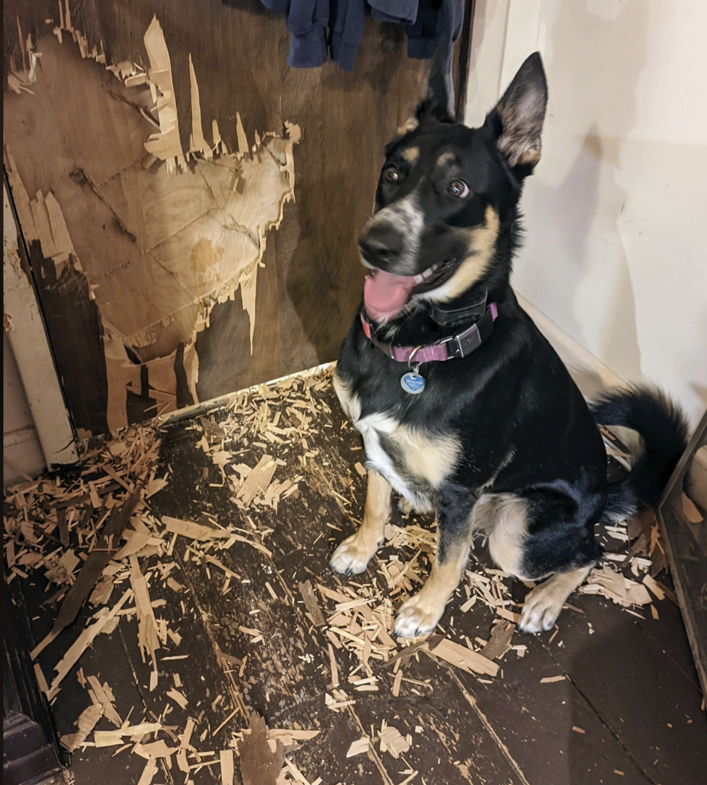 Oh... | Dogs | Know Your Meme