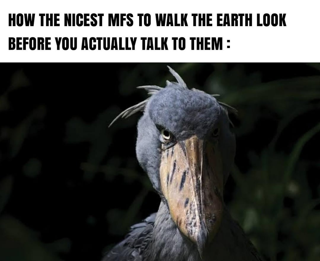 True | Shoebill Stork | Know Your Meme