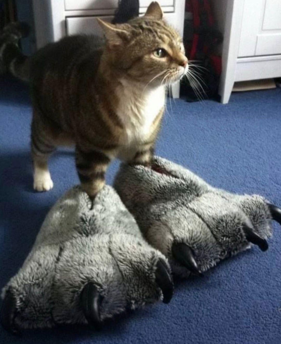 Big shoes to fill | Cats | Know Your Meme